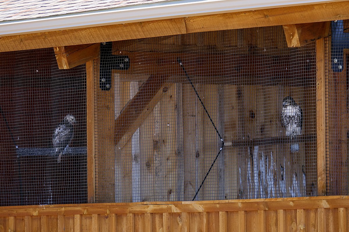 Timberlyne | The Falcon Barn