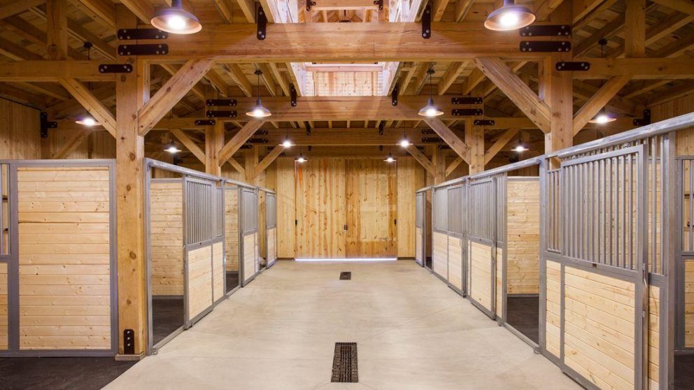 Timberlyne | The Icon