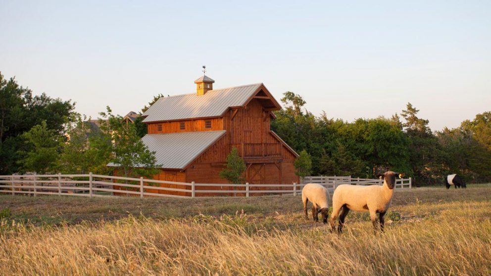 Timberlyne | Ten-Gallon Texas